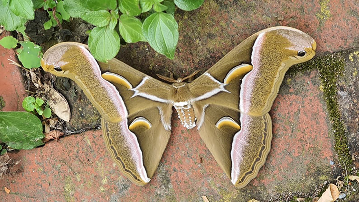 Una maxi falena agli Angeli: è lunga 15 cm e le sue ali sono larghe ...