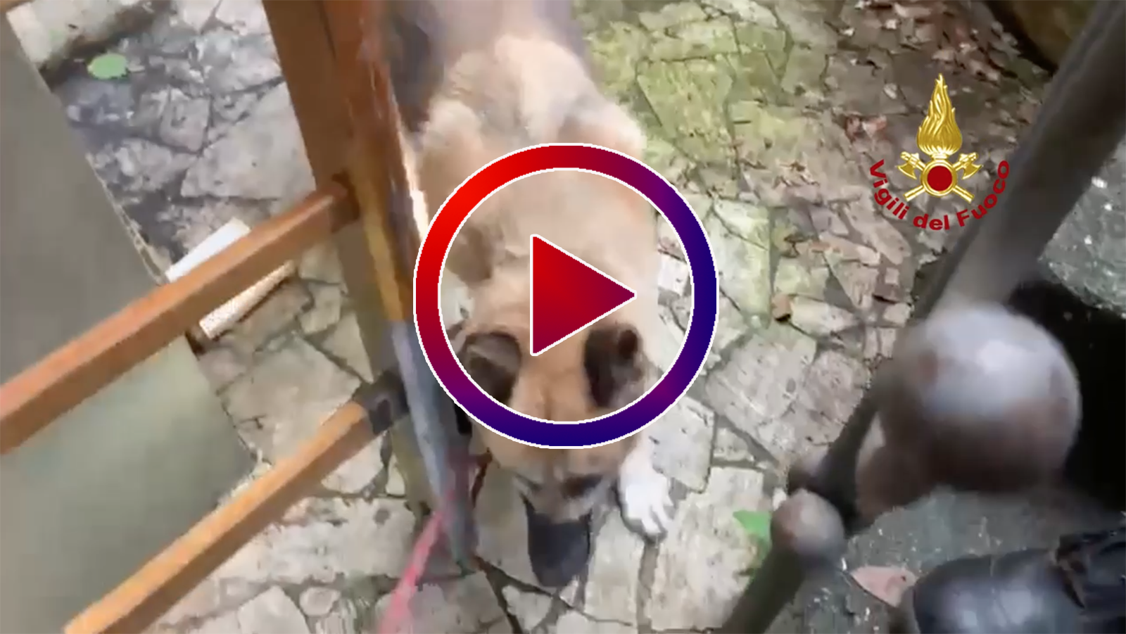 Kira si spaventa per un fulmine e si infila in un pozzo. Recuperata dai ...