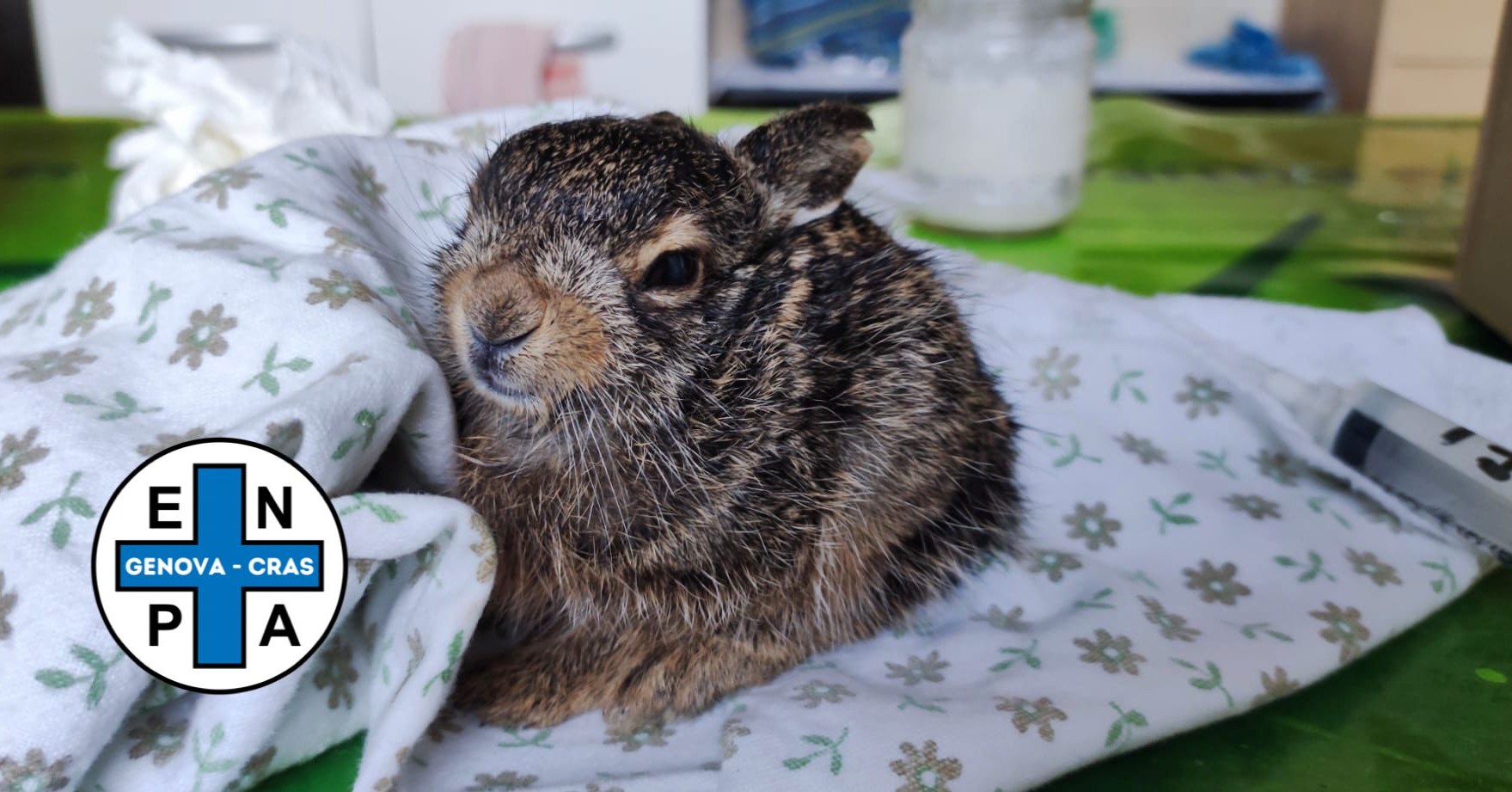 Leprotto raccolto a bordo strada sfinito, infreddolito e affamato ...