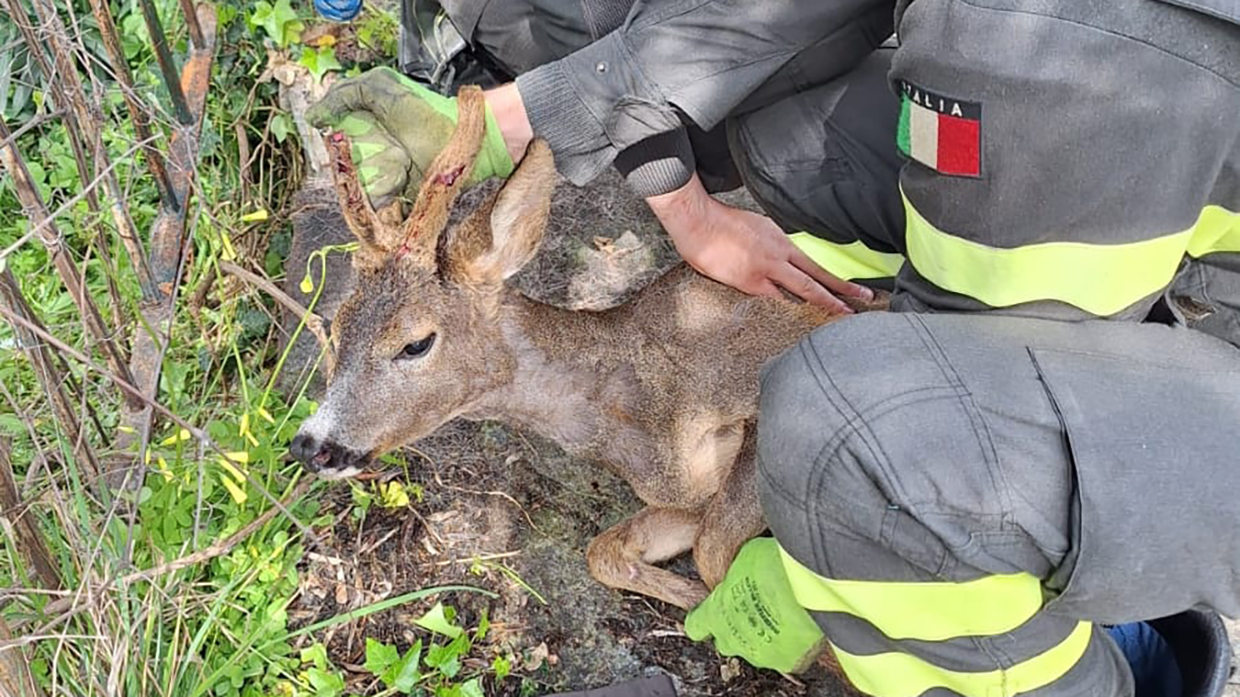 Due caprioli salvati dai Vigili del fuoco. Erano entrambi rimasti ...