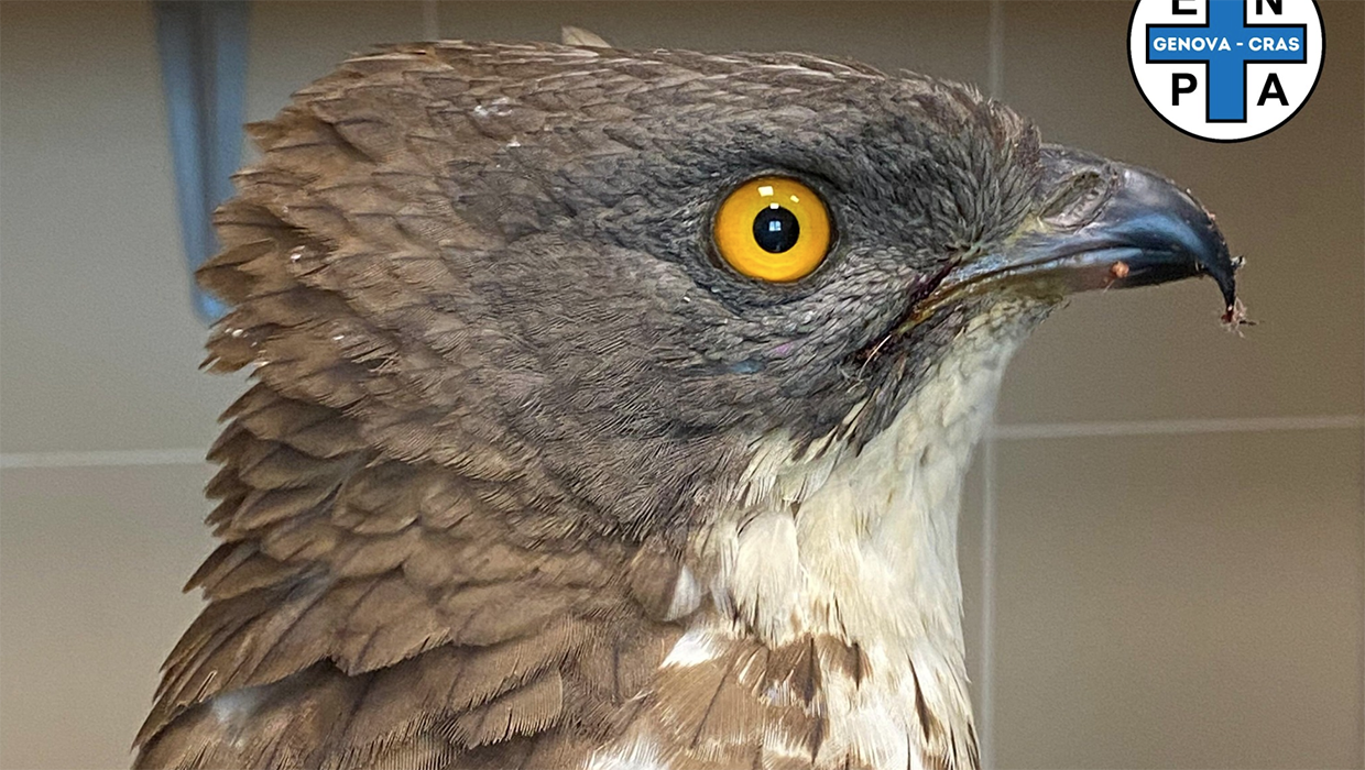 Falco preso a fucilate dai bracconieri. I pallini non lo hanno ucciso ...