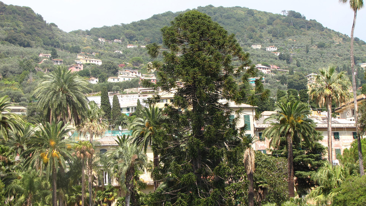 Genova partecipa all’“Italian Tree of the Year 2024” con l’Araucaria di ...