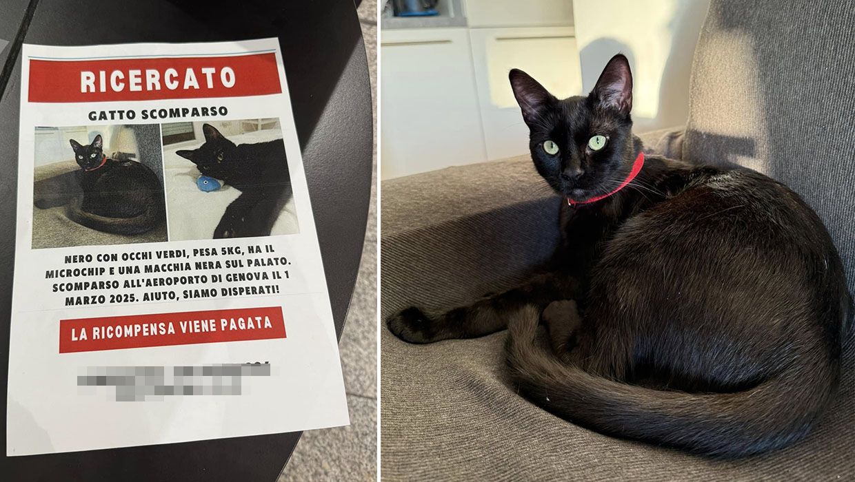 Ritrovato Salem, il gatto fuggito dal trasportino in aeroporto ...