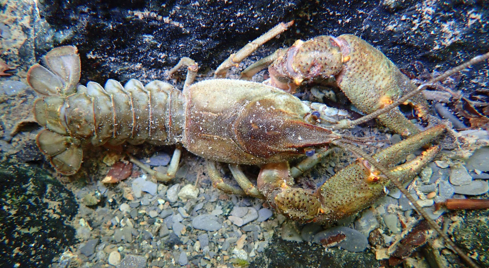 Fontanigorda, alla scoperta del gambero di fiume: escursione serale il ...