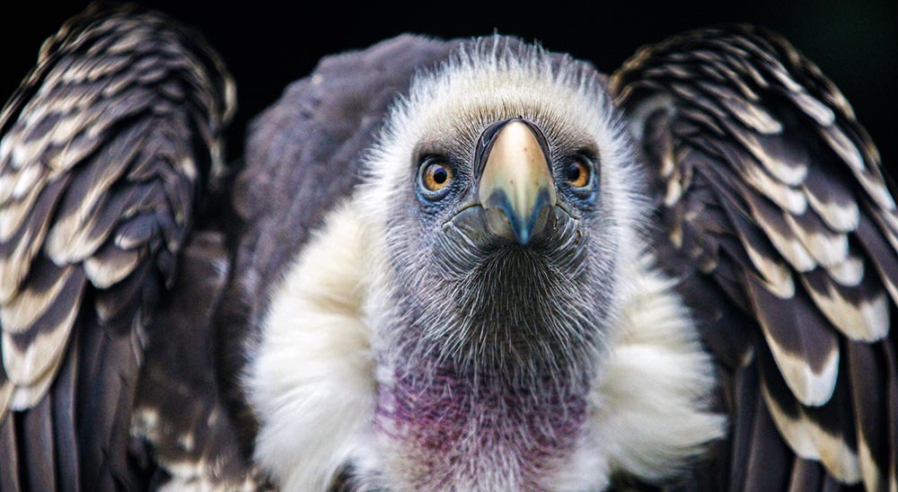 Regione: «Il grifone torna finalmente a volare sulle Alpi Liguri». Ma i ...