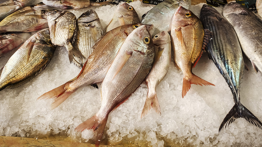 Asta del pesce di Natale in Darsena: i doni del Mar Ligure vanno… all ...